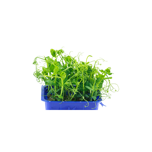 Affilla Cress Living Greens