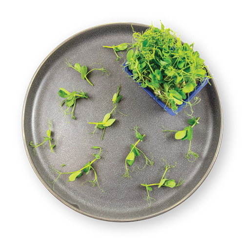 Affilla Cress Living Greens
